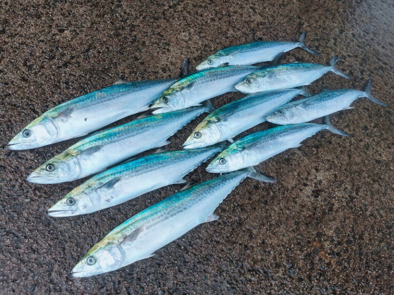 【最強釣法】絶対釣れるサゴシの釣り方！これなら初心者でも爆釣 | 近所で何か釣るブログ